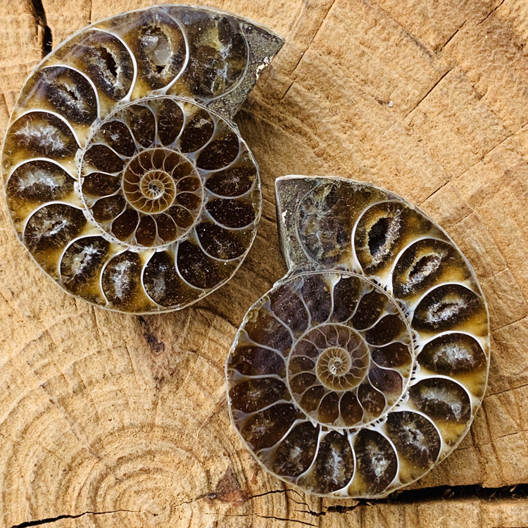 Ammoniet - werking en aanbod | Pure Heart webwinkel